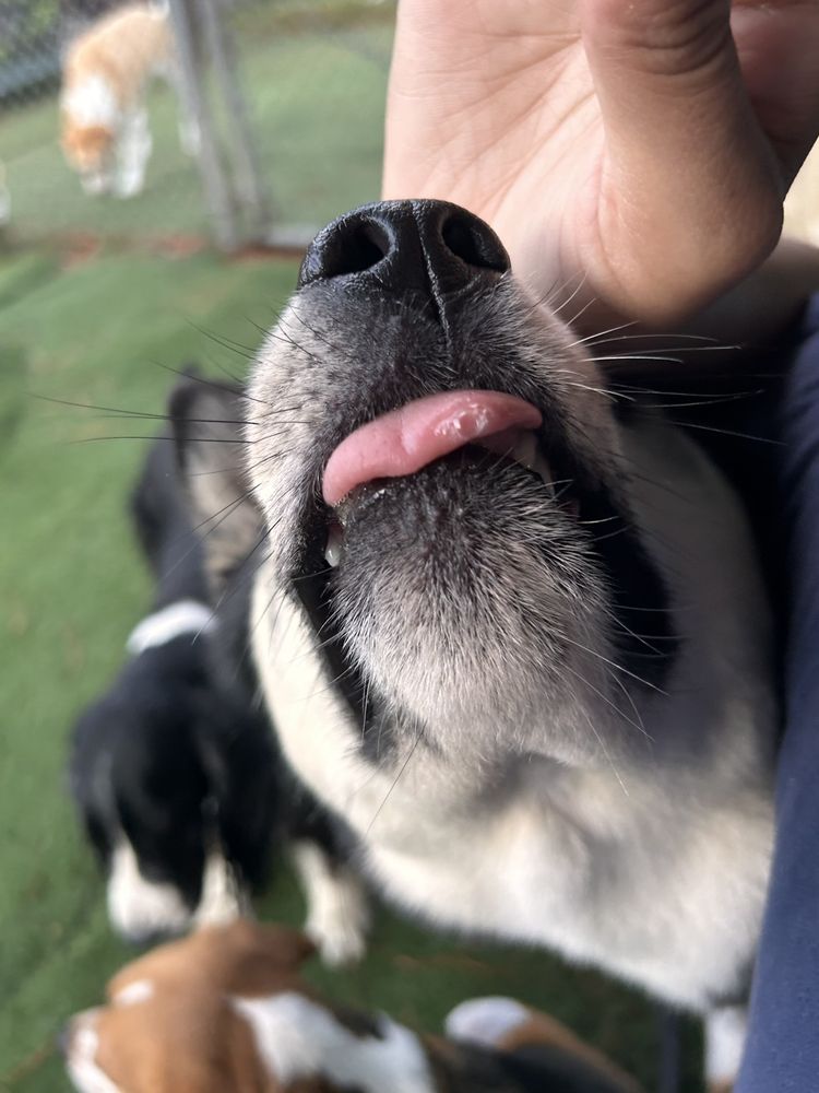 THE RUFF HOUSE STAY & PLAY AT BAYSIDE - Updated February 2026 - 57 Photos & 57 Reviews - 5201 ...