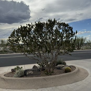 TREE PROS - Updated April 2025 - 50 Photos & 219 Reviews - 2836 W ...