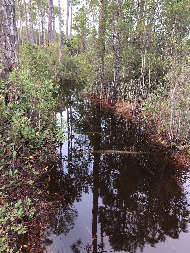 POINT WASHINGTON STATE FOREST - Updated May 2024 - 11 Photos - 5865 E ...