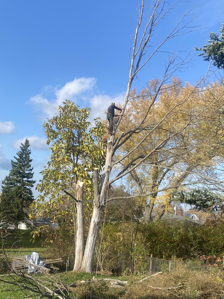 HAMMOND TREE SERVICE - Updated September 2025 - Townville, Pennsylvania ...