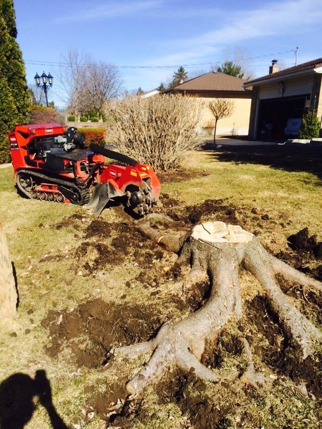 THE STUMP DOCTOR - Updated January 2025 - Sharon, Ontario - Tree ...