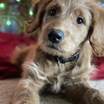 PET RANCH - Updated August 2024 - 32 Photos & 67 Reviews - 3833 E 120th ...