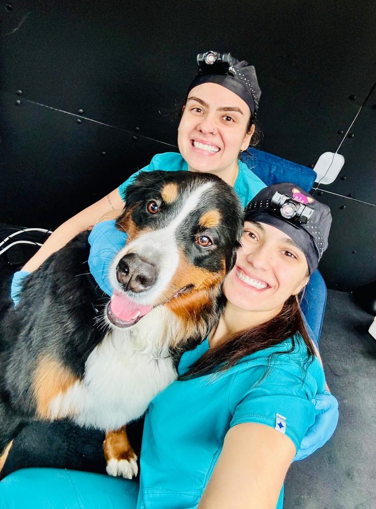 BB DOG DENTAL - Updated March 2025 - Request an Appointment ...