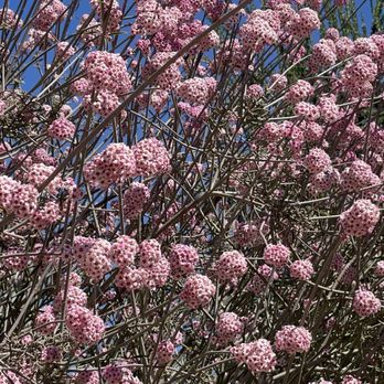 UCR BOTANIC GARDENS - Updated January 2026 - 699 Photos & 136 Reviews ...