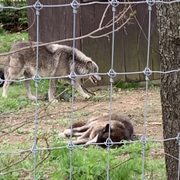 THE WOLF SANCTUARY OF PA - 254 Photos & 79 Reviews - 465 Speedwell ...