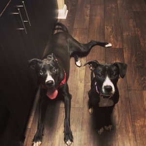 FAIRMONT PET HOSPITAL - Updated September 2025 - 13 Photos & 47 Reviews ...