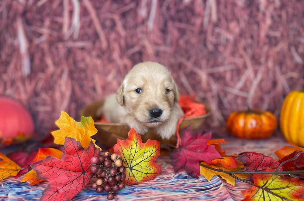 THE GOLDEN RULE DOODLES AND RETRIEVERS - Updated June 2025 - 26 Photos ...