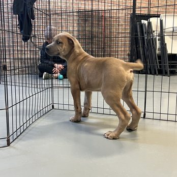 WRIGHT WAY RESCUE - Updated August 2024 - 79 Photos & 187 Reviews ...