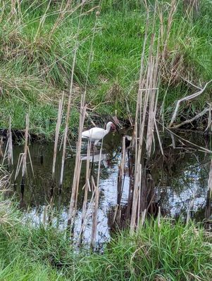 TULE MARSH EAST - Updated October 2025 - 18 Photos - 2010 Tule Park Dr ...
