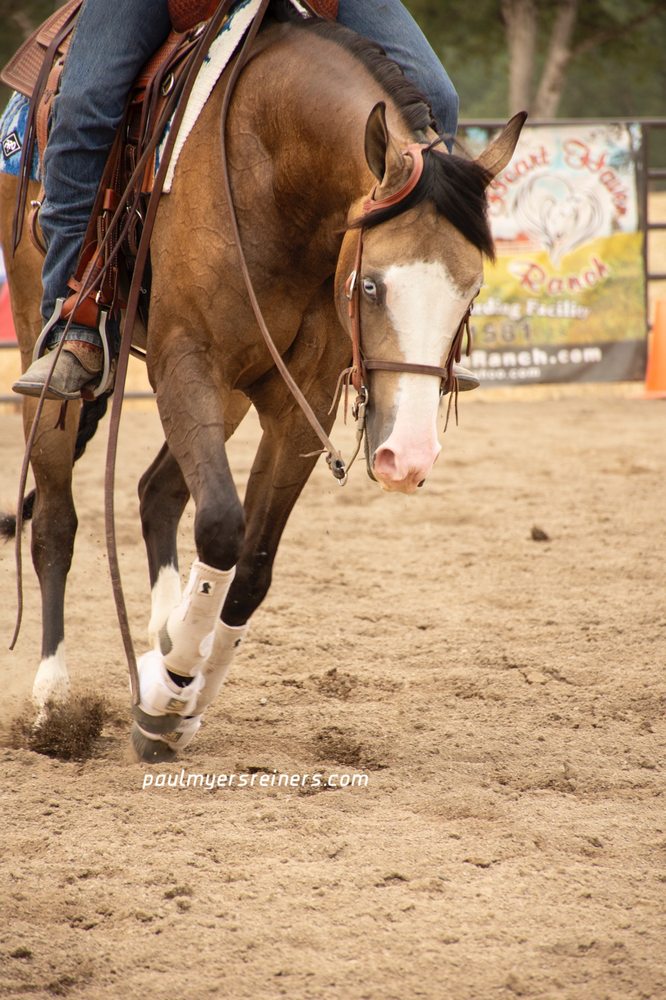 MYERS PERFORMANCE HORSE SALES - Updated May 2026 - 19 Photos - Milford ...