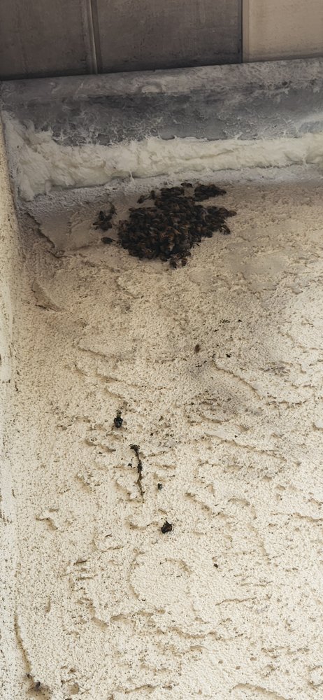 WHITE KNIGHT PEST CONTROL - Updated May 2025 - 42 Reviews - 7824 ...