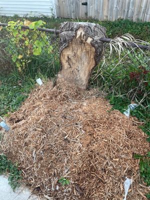 SMITTY’S TREE SERVICE - Updated October 2025 - 84 Photos & 61 Reviews ...