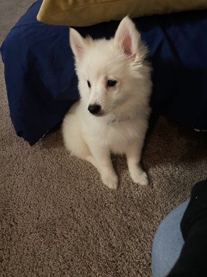 TINYTYKES PUPPIES - Updated August 2025 - 36 Photos & 27 Reviews - 2661 ...