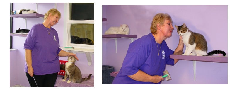 THE KITTY SITTER & KITTY COUNSELOR - Updated January 2026 - 18 Reviews ...