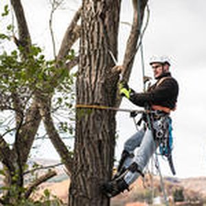 ARBORTEC TREE SERVICE - 39 Photos & 16 Reviews - 2890 Industrial Ln ...
