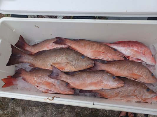 FLORIDA’S FRESH SEAFOOD - Updated December 2025 - 203 Grande Vista St ...