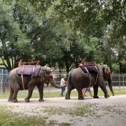 TWO TAILS RANCH - 98 Photos & 77 Reviews - 18655 NE 81st St, Williston ...