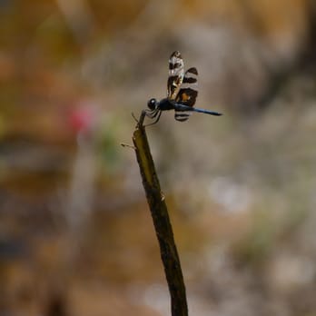 DESOTO NATIONAL FOREST - TUXACHANIE TRAIL POW CAMP - Updated July 2025 ...