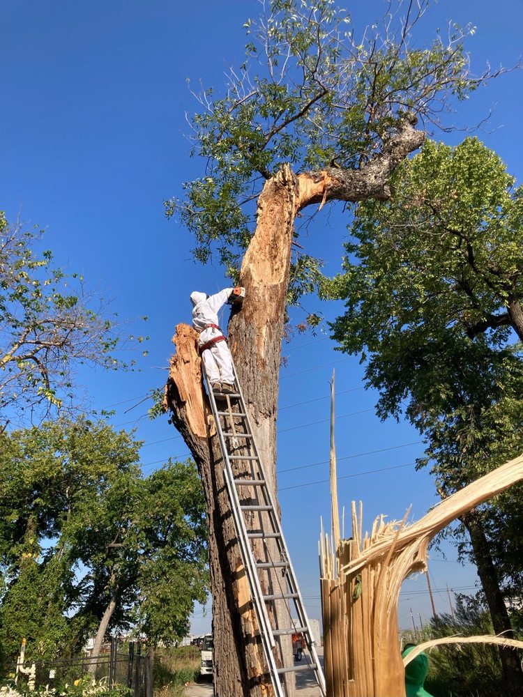BIG BIRD TREE SERVICE - Updated October 2025 - 28 Photos & 21 Reviews ...