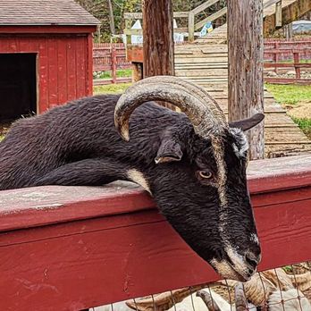 SILVERMAN’S FARM - Updated April 2025 - 185 Photos & 131 Reviews - 451 ...