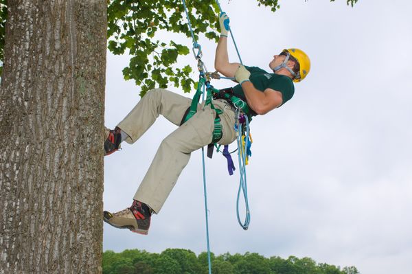 BARTLETT TREE EXPERTS - Updated November 2025 - 48 Photos - Manassas ...