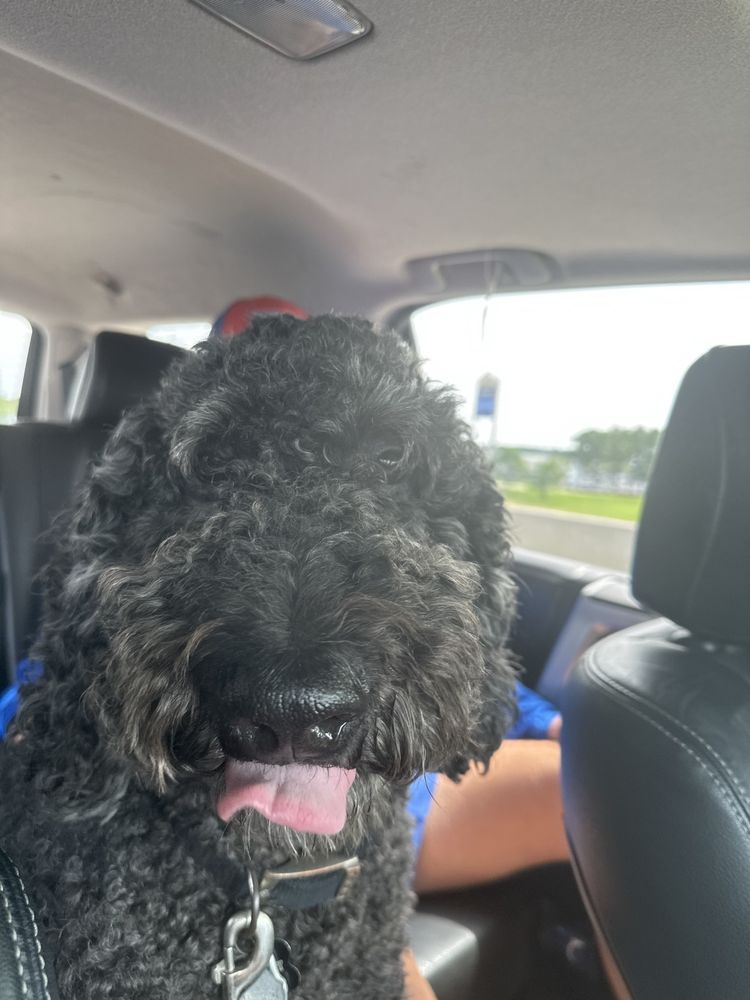 DOG RANCH RESORT - Updated July 2024 - 29 Photos & 14 Reviews - 8449 ...