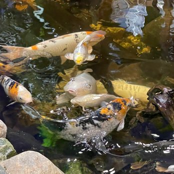 PREUSS PETS - Updated December 2025 - 97 Photos & 93 Reviews - 1127 N ...