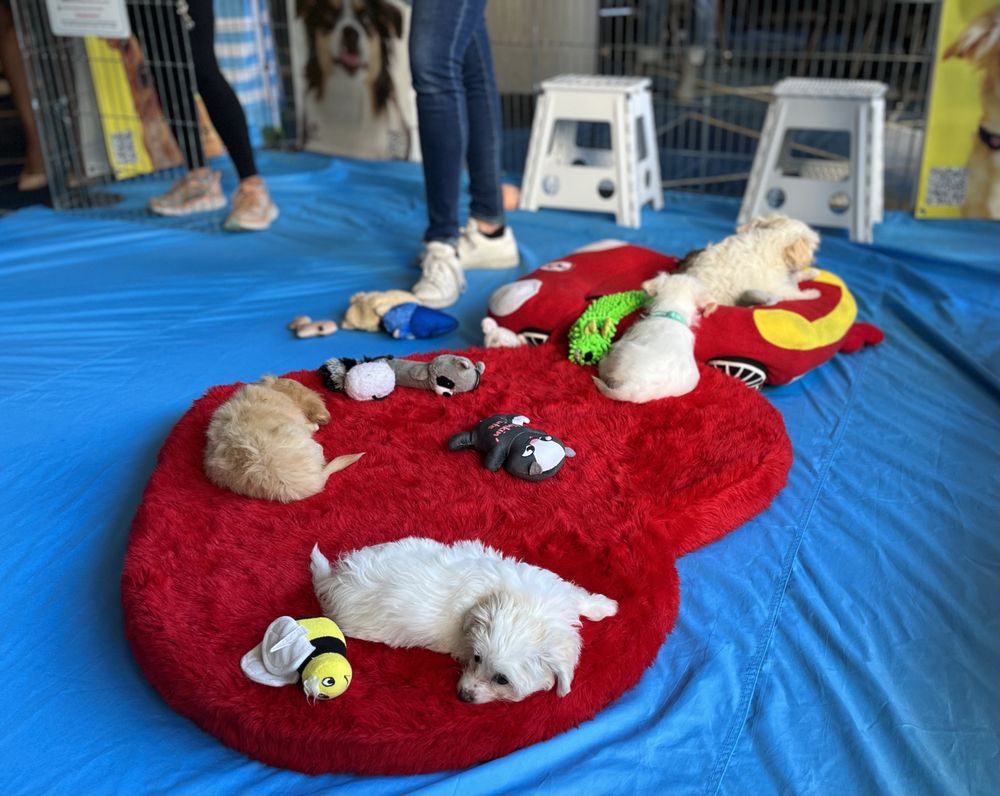 BAY AREA HAPPY PET AND HAPPY HOME - Updated December 2024 - 20807 ...