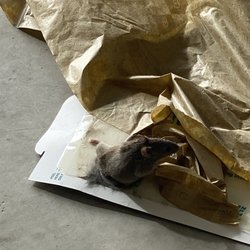 PRO ACTIVE PEST CONTROL - 21 Photos & 130 Reviews - 450 W Larch Road ...