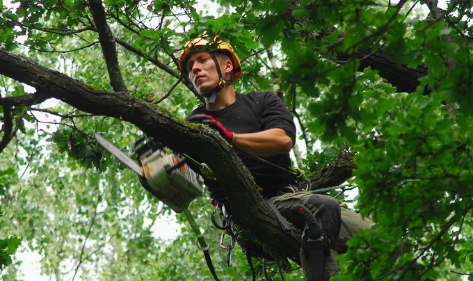 HOUSTON ARBORIST - Updated July 2025 - Houston, Texas - Tree Services ...