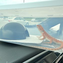 TOP 10 BEST Reptile Store near West Newton, PA - Updated 2025 - Yelp