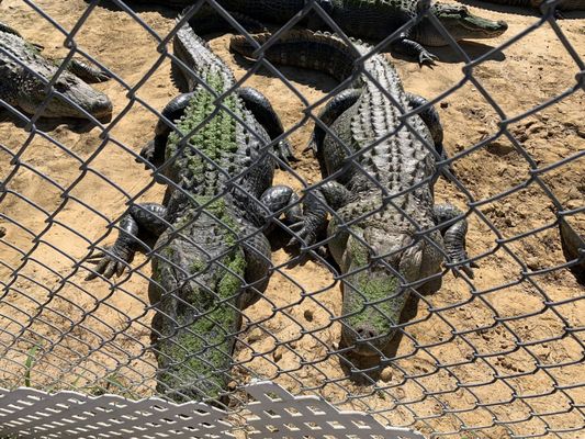 GULF COAST GATOR RANCH & TOURS - Updated April 2025 - 206 Photos & 108 ...