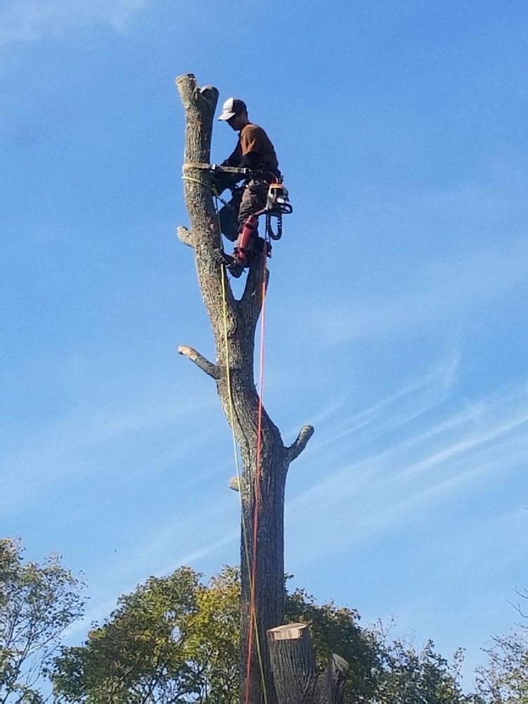 M C RILEY TREE SERVICE - Updated May 2024 - Hingham, Massachusetts ...