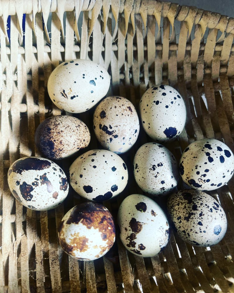 MY BLUE HOUSE FARM - Updated July 2025 - 10 Photos - S 13th St & Evans ...