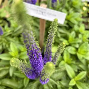 COPELAND LUMBER - Updated January 2026 - 3731 SE High School Dr ...