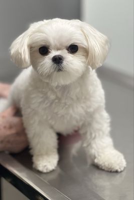 BRANDON FOUCHE - DOG AGGRESSION EXPERT - Updated July 2025 - 68 Photos ...