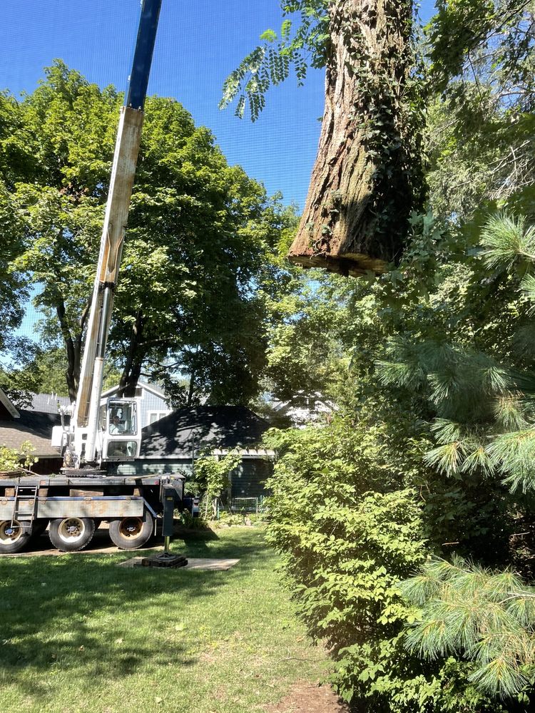 MAHWAH TREE CORPORATION - Updated August 2025 - 10 Photos & 16 Reviews ...