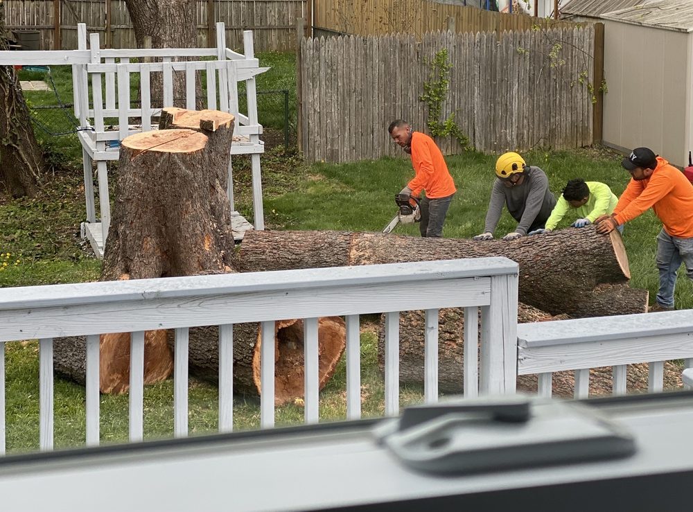 ER Tree Service - Trusted Since 2020 - Updated July 2025 - 62 Photos ...