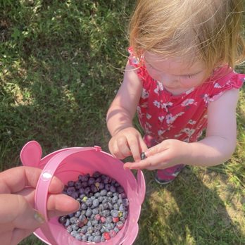 BRYANT BLUEBERRY FARM - Updated July 2025 - 38 Photos - 6900 Oak Park ...