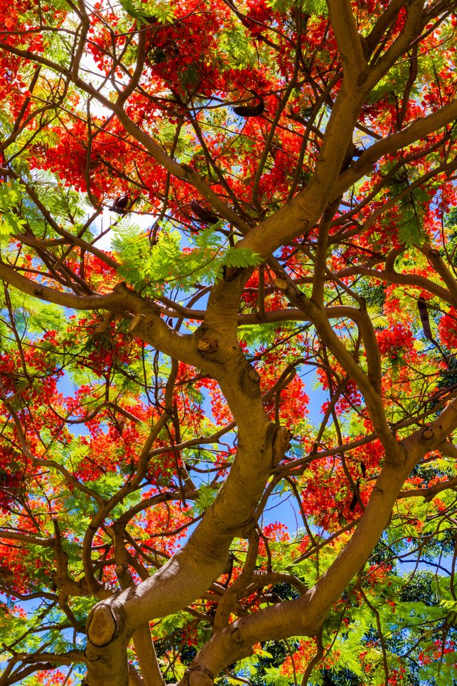 KURODA FIELD - Updated July 2025 - 33 Photos - 2055 Kalia Rd, Honolulu ...