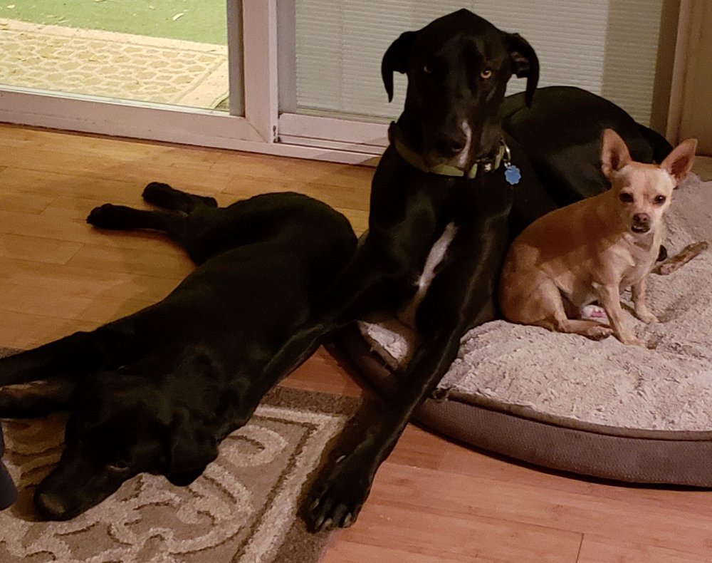 FLUFF & PUFF - Updated August 2025 - 10 Reviews - 3940 Spring Dr, Reno ...