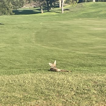 MISSION TRAILS GOLF COURSE - Updated April 2025 - 113 Photos & 181 ...