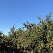 ARYA FARM PRODUCE - 85 Photos & 73 Reviews - 21459 S Reeve Rd, Tracy ...