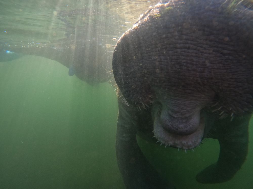 CRYSTAL RIVER MANATEE ADVENTURES - Updated August 2025 - 200 Suncoast ...