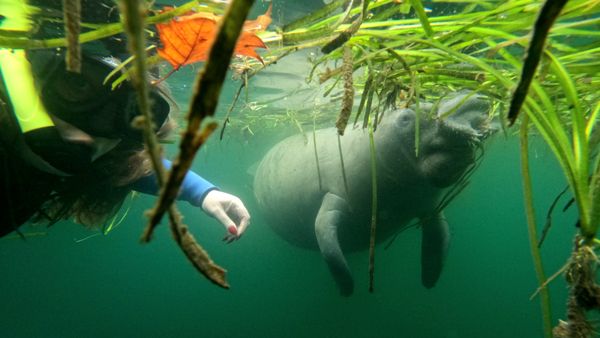 GO LOCAL MANATEE TOURS - Updated October 2025 - 47 Photos & 24 Reviews ...