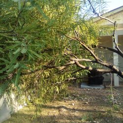 TREE MONKEY TREE TRIMMING - 31 Photos & 22 Reviews - Tree Services ...