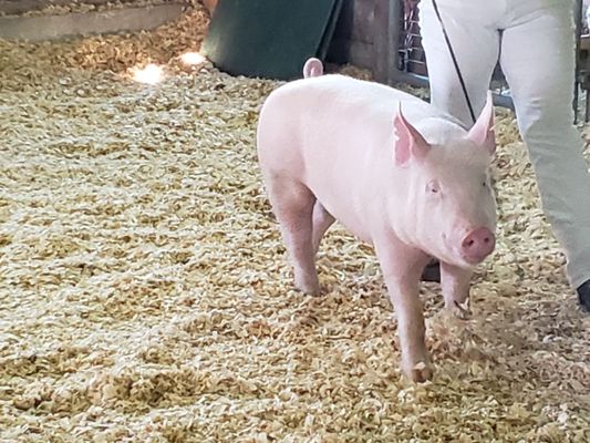 FOUR TOWN FAIR - Updated January 2026 - 56 Egypt Rd, Somers ...