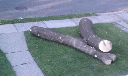 PINE HILL TREE SERVICE - Updated September 2025 - 13 Reviews - 45 ...