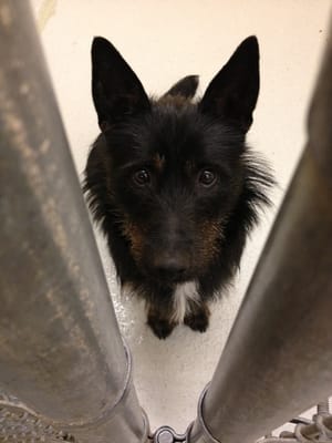 SEATTLE ANIMAL SHELTER - Updated January 2026 - 47 Photos & 102 Reviews ...