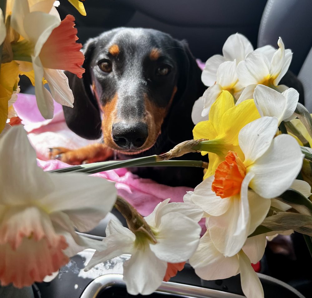 GOOD DOG GROOMING - Updated December 2025 - 611 Dutchmans Ln, Easton ...